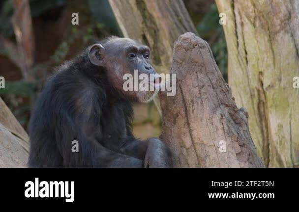Primate language Stock Videos & Footage - HD and 4K Video Clips - Alamy