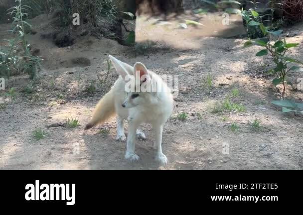 Fennec fox ears Stock Videos & Footage - HD and 4K Video Clips - Alamy