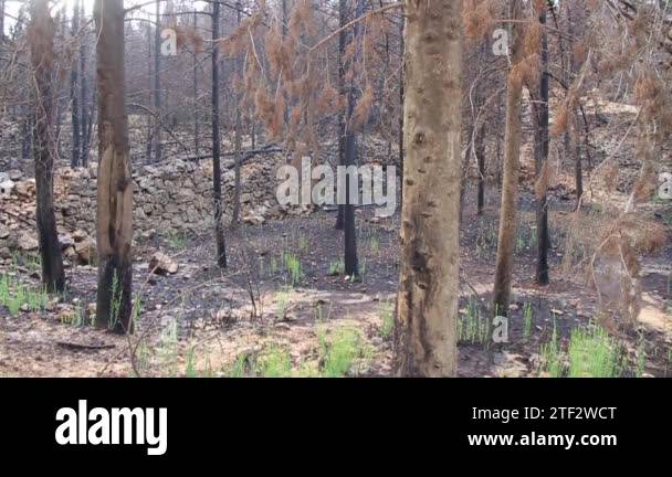 Forest regeneration after fire Stock Videos & Footage - HD and 4K Video ...