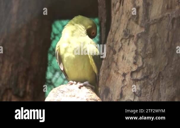 Parrot nose Stock Videos & Footage - HD and 4K Video Clips - Alamy