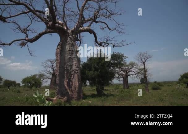 Adansonia digitata, small African baobab tree forest in savannah Stock ...