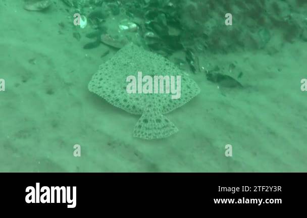 European turbot Stock Videos & Footage - HD and 4K Video Clips - Alamy
