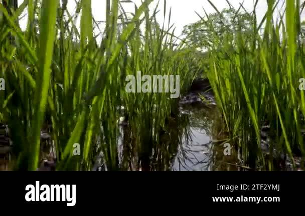 Rice plants in rice fields that are still small in their period of ...
