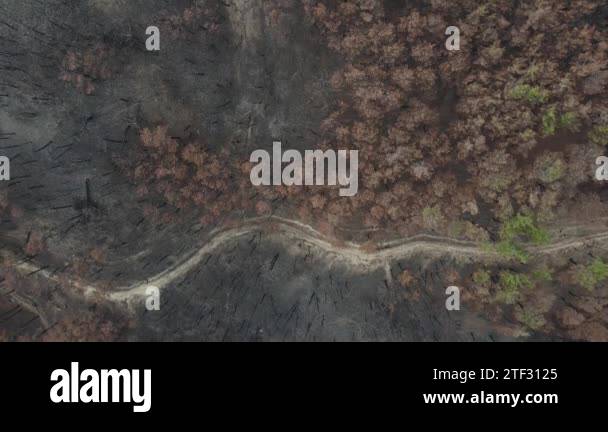 Drone view of the destruction after forest fire, view of ash trees ...