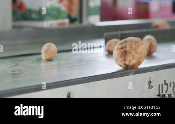 Automatic robot packing sweet potatoes from a conveyor belt to a box in ...