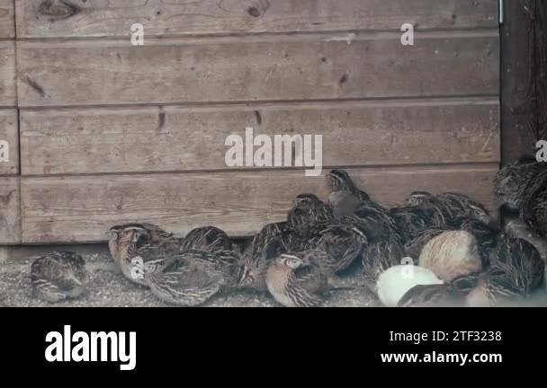 A pile of quail eggs Stock Videos & Footage - HD and 4K Video Clips - Alamy