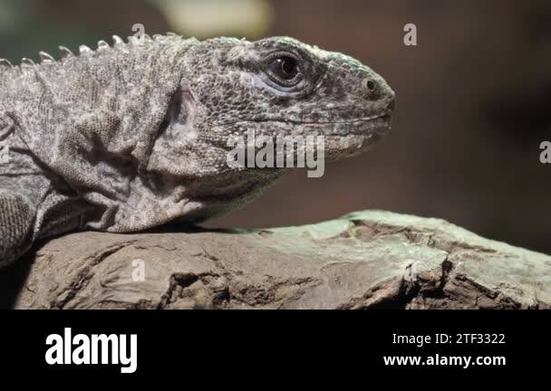 Endangered lizard species Stock Videos & Footage - HD and 4K Video ...