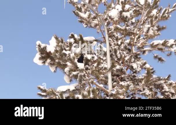 Crow (Rook) crowing to mark its territory and threaten any aggressor ...