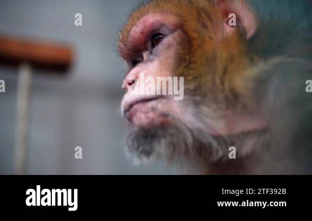 3 the head of a monkey shot up close as he looks thoughtfully Stock ...