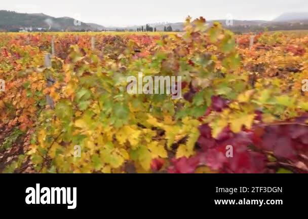A young farmer in a grape field. Planting, Growing, and Harvesting ...