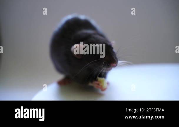 Domestic black dumbo rat sits and eats food on a spruce background. The ...
