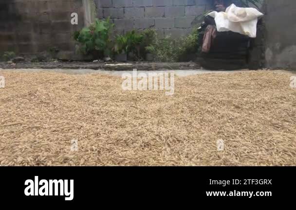 Drying food grains Stock Videos & Footage - HD and 4K Video Clips - Alamy