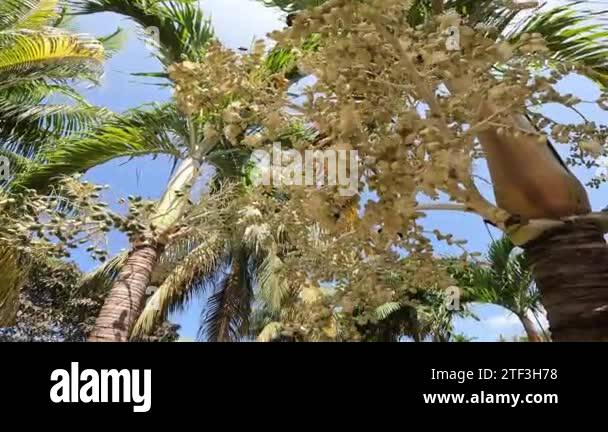 Insects and fruit Stock Videos & Footage - HD and 4K Video Clips - Alamy