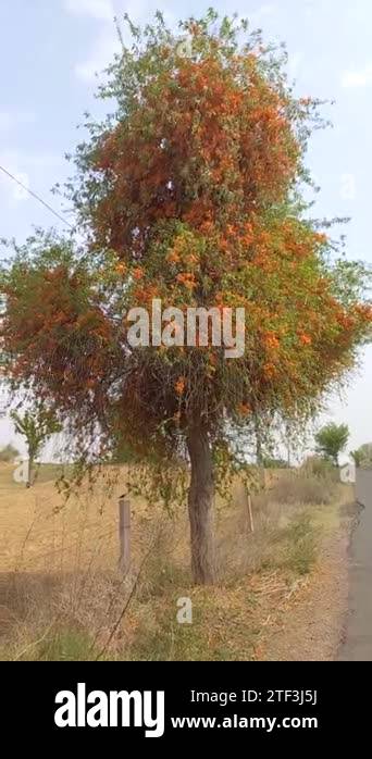 Tecomella undulata flowers Stock Videos & Footage - HD and 4K Video ...
