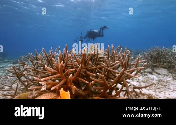 Professional diver, undersea cinematographer filming in coral reef of ...