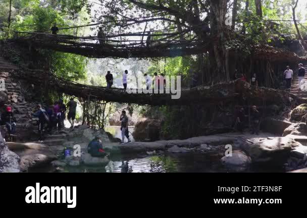 double decker living route bridge built by nature at forests from flat ...