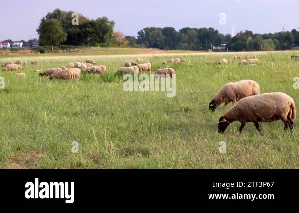 Grazing management Stock Videos & Footage - HD and 4K Video Clips - Alamy