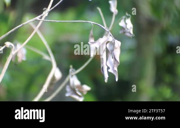 dry leaves on sapodilla trees, pan shoots, dehydration of plants due to ...