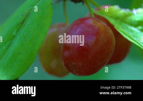 Cornus fruit Stock Videos & Footage - HD and 4K Video Clips - Alamy
