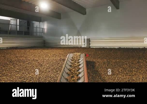 Potato warehouse for the storing of the potato harvest Stock Videos ...