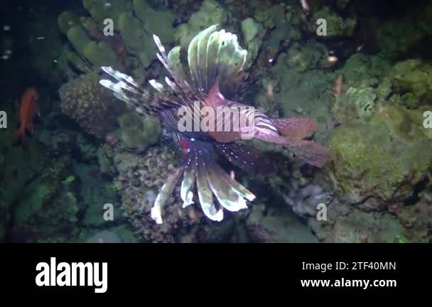 Dangerous poisonous fish Common lionfish (Pterois volitans), hunts on a ...