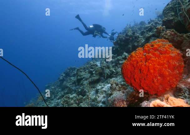 Professional diver, undersea cinematographer filming in coral reef of ...