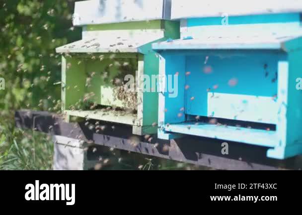 Beehive field Stock Videos & Footage - HD and 4K Video Clips - Alamy