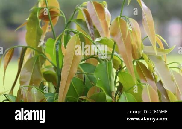 Polyalthia longifolia (glodokan, glodogan tiang ) with a natural ...