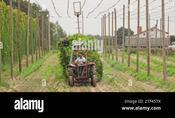 Hops plantation workers drive a tractor with a trailer full of ...