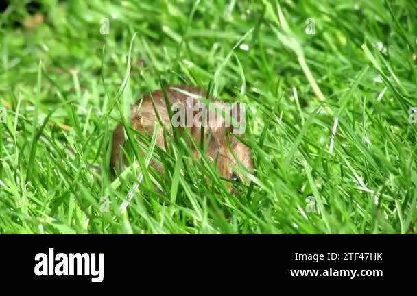 A pointed snout Stock Videos & Footage - HD and 4K Video Clips - Alamy