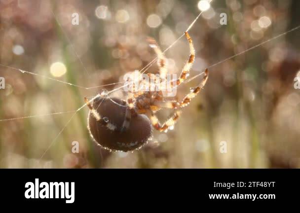 Krestovik (Araneus) is a genus of araneomorph spiders. On the upper ...