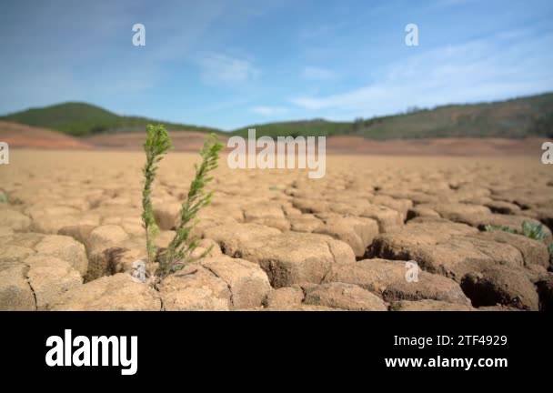 Surviving green plant on sandy dry soil during drought climate ...