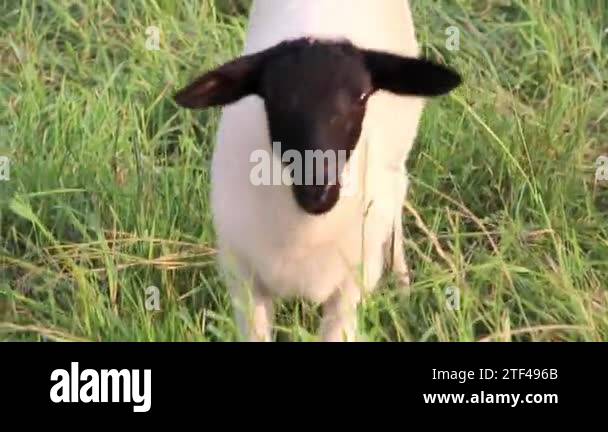 Little lamb with black head and attentive mother sheep caring for the grazing sheep in organic ...