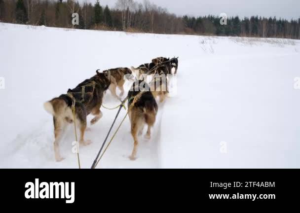 4K high quality footage. Team of northern sled dogs runs forward ...