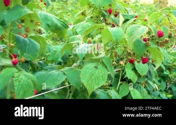 Farming farm berries Stock Videos & Footage - HD and 4K Video Clips - Alamy