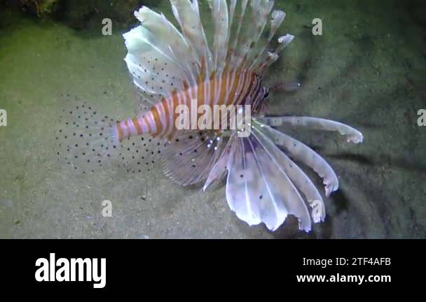 Dangerous poisonous fish Common lionfish (Pterois volitans), hunts on a ...