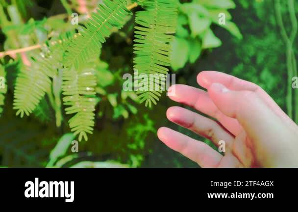 Touching Mimosa pudica green leaves by female hand fingers causing leaf ...