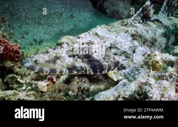 The sea chanterelles (Agonidae) are a family of marine ray-finned fish ...