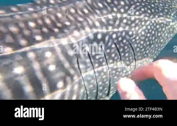 Underwater POV of a man's hand reaching out to touch the back of a huge ...