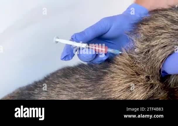Rabies vaccination patient Stock Videos & Footage - HD and 4K Video ...