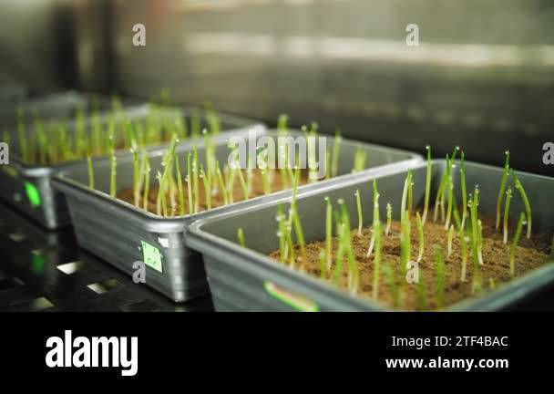 sprouted corn seeds. close-up. laboratory containers with sprouted in ...