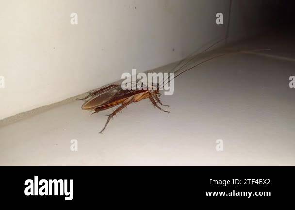 Cockroaches are insects of the order Blattodea, which also includes ...