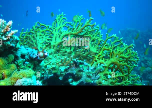 Coral fish hiding among the branches of the Millepora hydroid on a ...