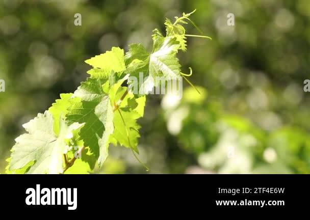 Horizontal leaf vine Stock Videos & Footage - HD and 4K Video Clips - Alamy