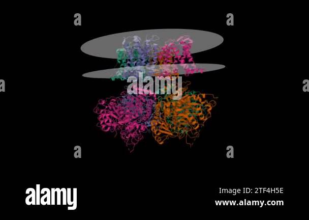 Cryo-EM structure of Ca2+-free human Slo1 channel. Animated 3D cartoon ...
