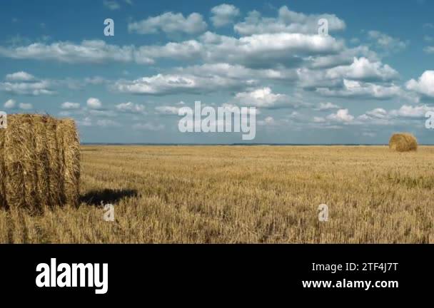 Haystacks on a yellow field with blue sky. Top view. The camera is ...