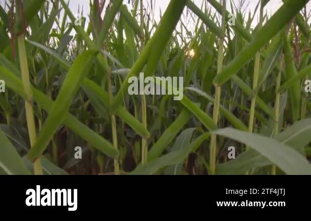 Corn (Zea mays) is a tall annual herbaceous plant reaching a height of ...