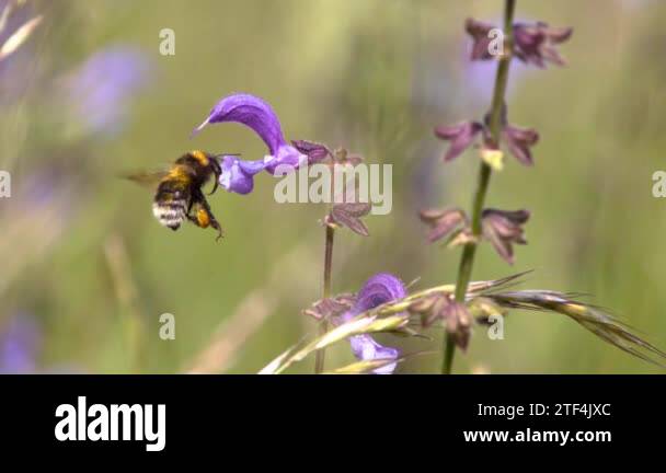 Bumblebee (lat. Bombus) on a meadow flower. Closeup. Insect from the ...