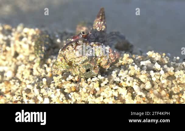 Nautilus shells Stock Videos & Footage - HD and 4K Video Clips - Alamy