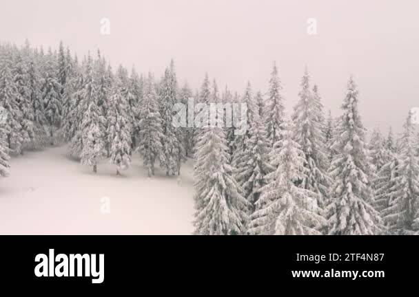 Splendid winter scene from a bird's eye view. Filmed in 4k, drone video ...